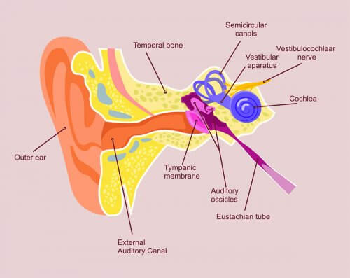 Eustachian Tubes Dysfunction and How It Affects Hearing